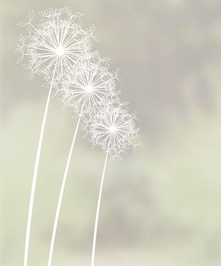 Patterned Frosted Window Film Florales Dandelions Design